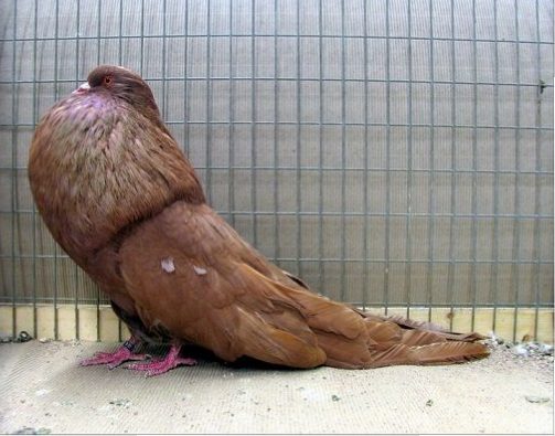 Old German Cropper ( Altdeutscher Kröpfer ) | Pigeontype
