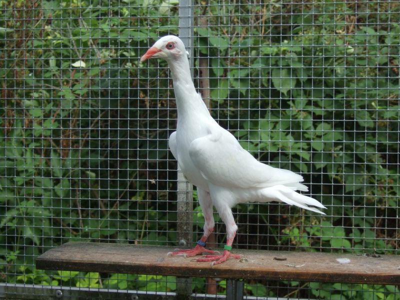 German Long-Faced Tumbler pigeons | Pigeontype