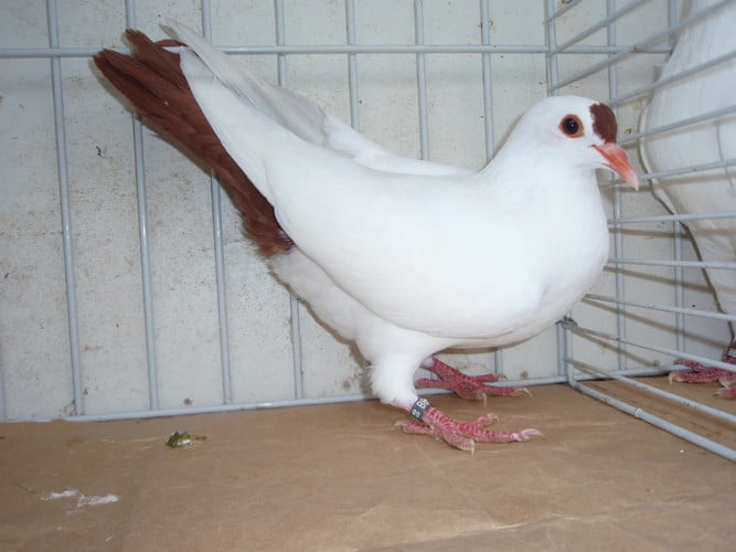 Thuringian Spot Colour Pigeons ( Thüringer Schnippe ) | Pigeontype