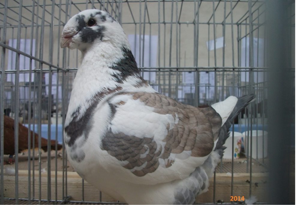 American Giant Homer Pigeons | Pigeontype