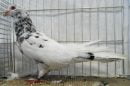 Runt pigeons ( Romain ) | Pigeontype