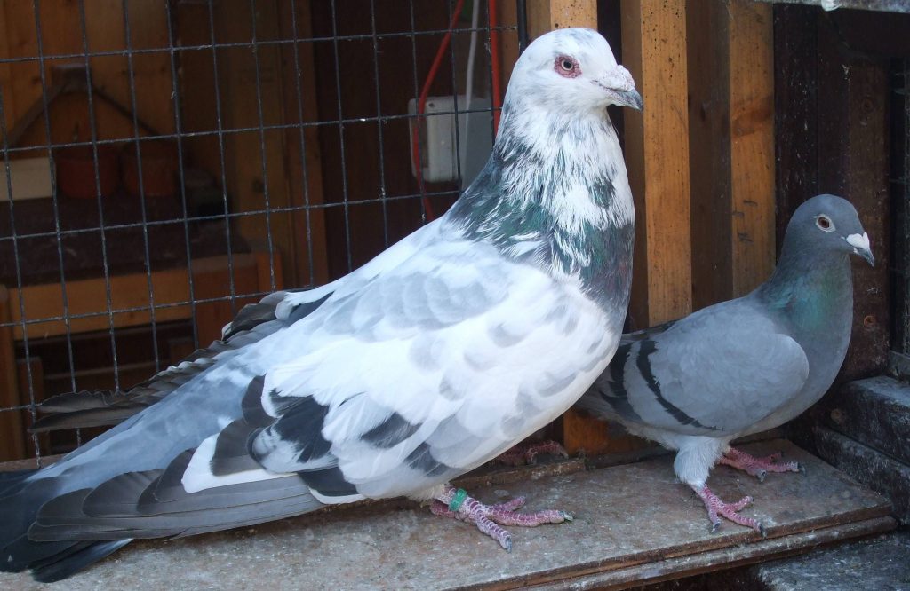 Runt pigeons ( Romain ) | Pigeontype