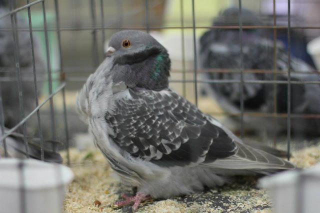 Chinese Owl Pigeons( Chinesentaube ) | Pigeontype