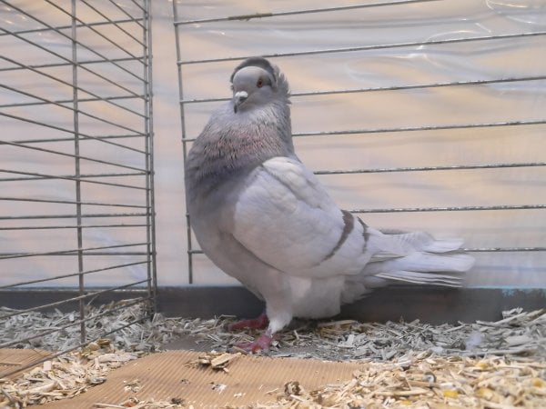 Crested Soultz Pigeon ( Huppé de Soultz ) | Pigeontype