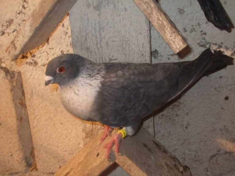 Syrian Swift Pigeons | Pigeontype