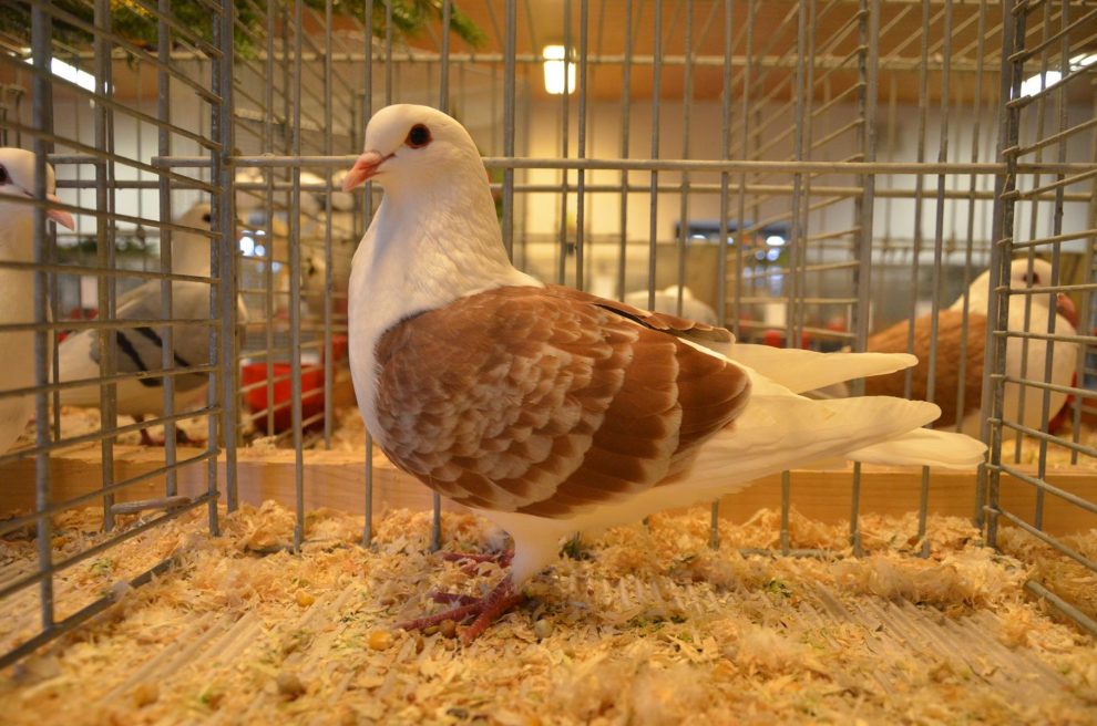Thuringian Shield Pigeon ( Thüringer Schildtaube ) | Pigeontype