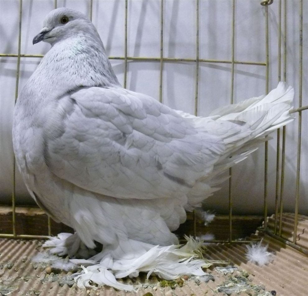 Romagnol Pigeons ( Romagnolo ) | Pigeontype