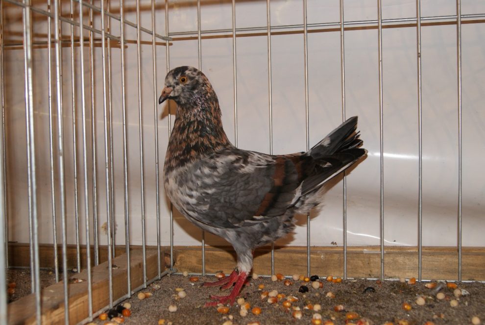 Triganino Modena pigeons ( Triganino Modenese ) | Pigeontype