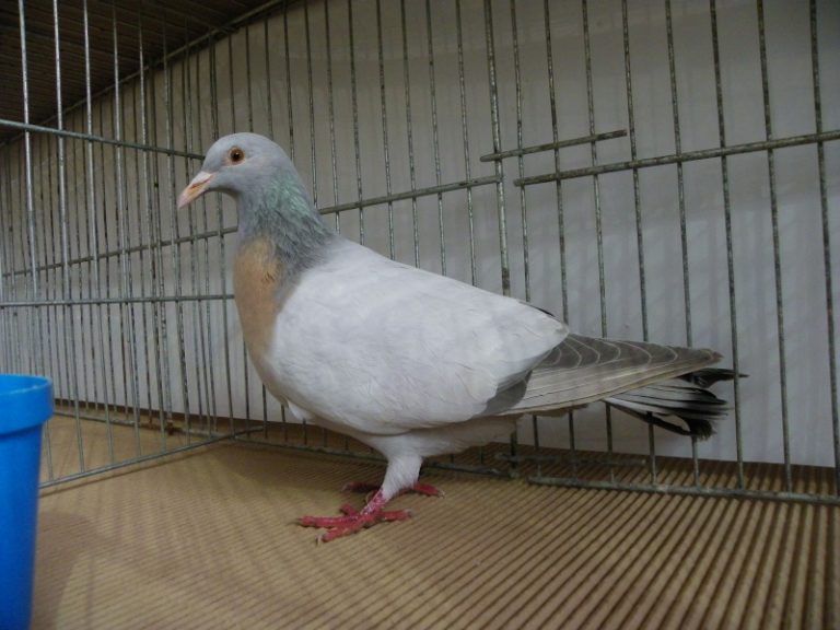 Coburg Lark Pigeons | Pigeontype