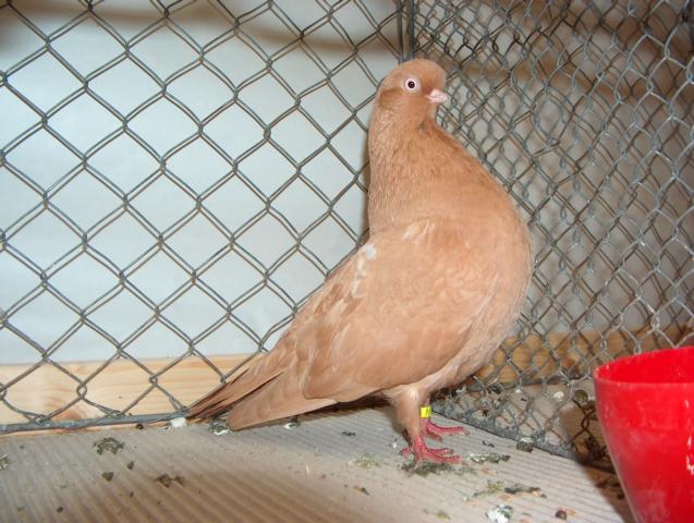 English Short-Faced Tumbler Pigeons | Pigeontype