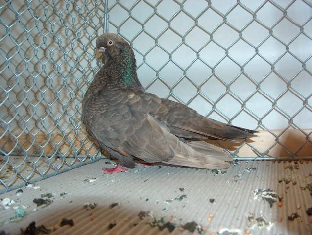 English Short-Faced Tumbler Pigeons | Pigeontype