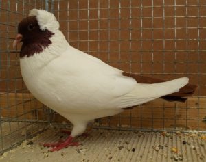 South German Moorhead ( Süddeutscher Mohrenkopf ) | Pigeontype