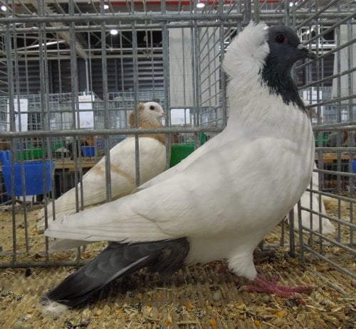 South German Moorhead ( Süddeutscher Mohrenkopf ) | Pigeontype