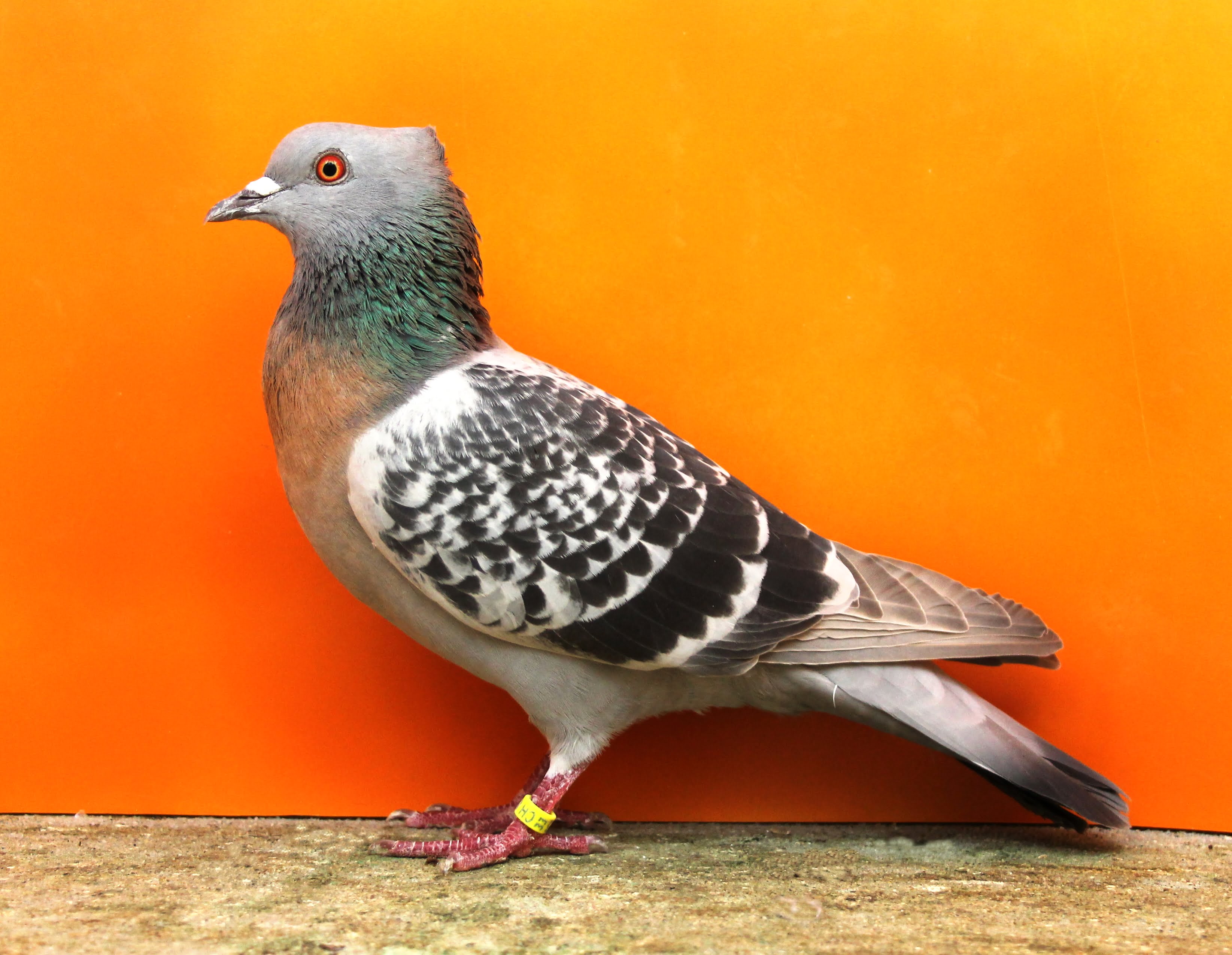 Berne Lark Pigeons | Pigeontype