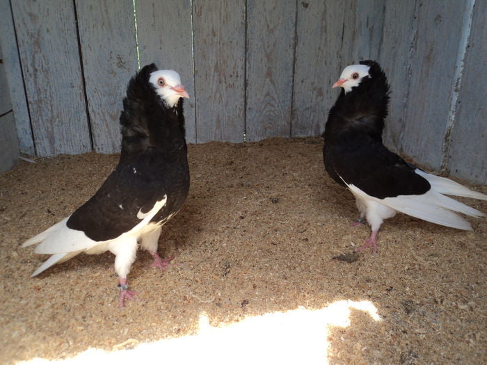 Old Dutch Capuchine ( Oudhollandse Kapucijn ) | Pigeontype