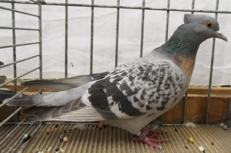 Berne Lark Pigeons | Pigeontype