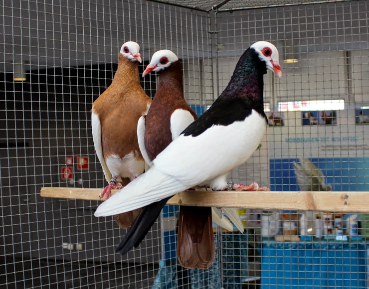 Bernhardin Magpie pigeons ( Bernhardiner Schecke ) | Pigeontype