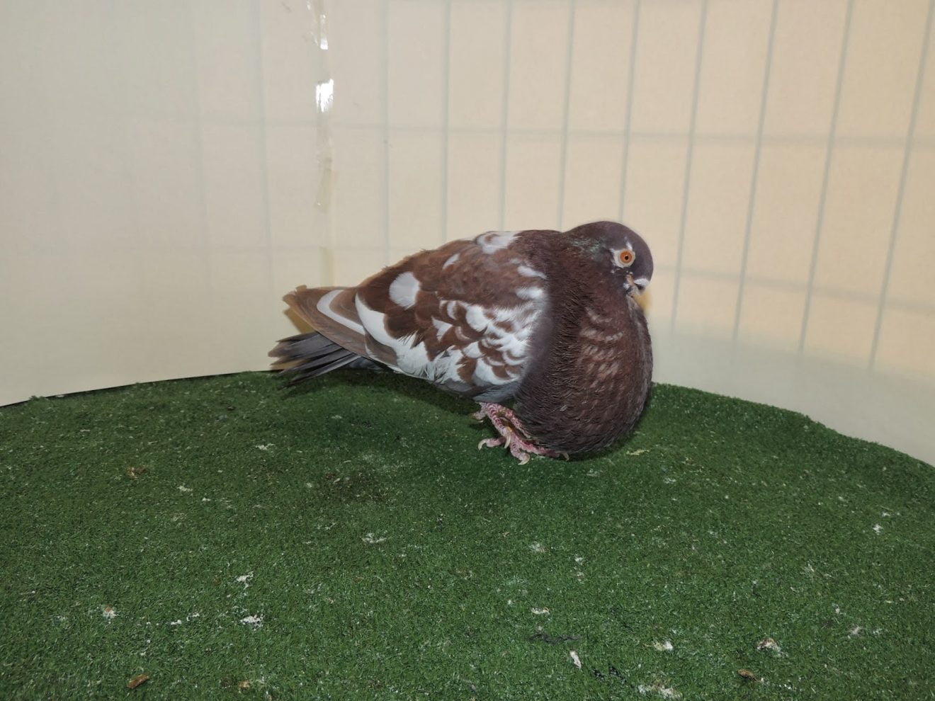 Canario Cropper Pigeons ( Buchon Canario ) | Pigeontype
