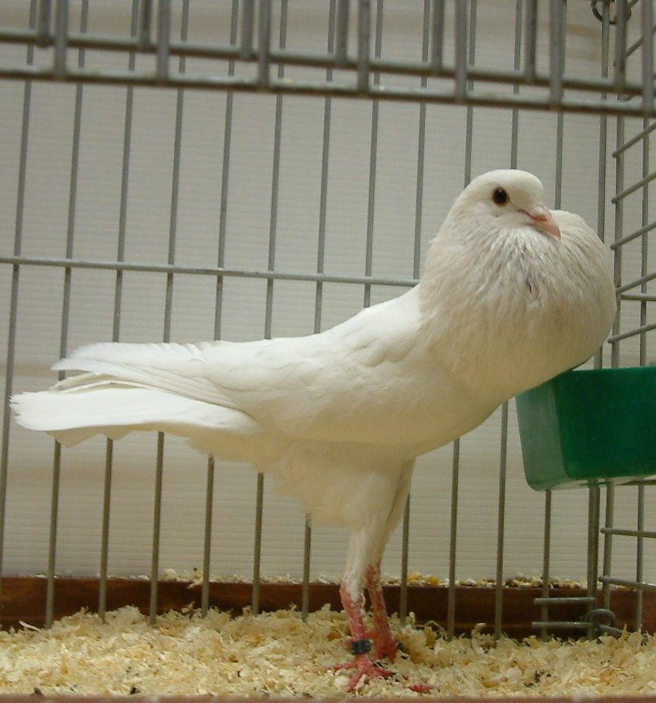 Brunner Pouter Pigeons ( Brnenski volác ) | Pigeontype