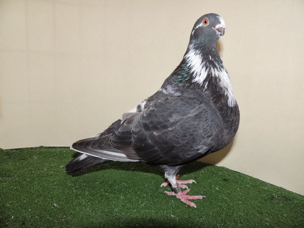 Canario Cropper Pigeons ( Buchon Canario ) | Pigeontype