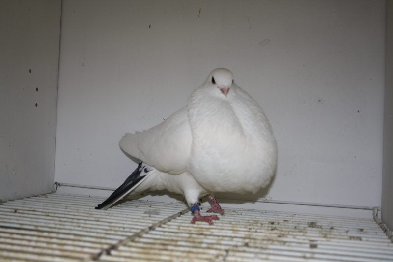 Canario Cropper Pigeons ( Buchon Canario ) | Pigeontype