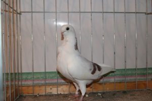İtalian Owl Pigeons ( Cravattato Italiano ) | Pigeontype