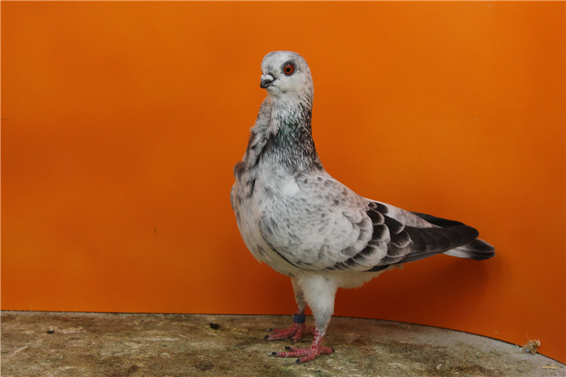 İtalian Owl Pigeons ( Cravattato Italiano ) | Pigeontype