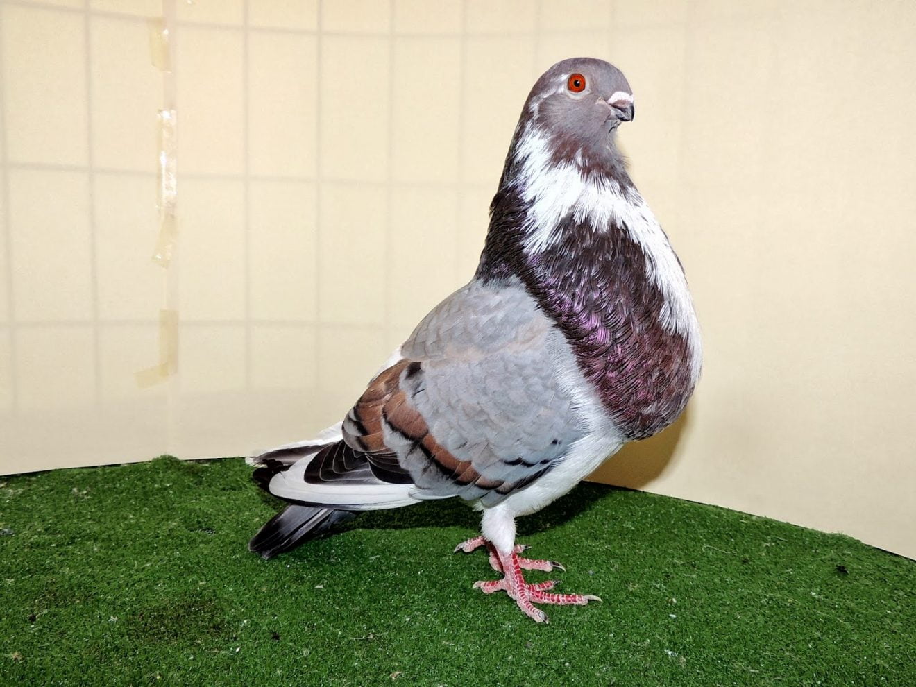Canario Cropper Pigeons ( Buchon Canario ) | Pigeontype