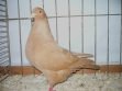 Carneau Pigeons | Pigeontype