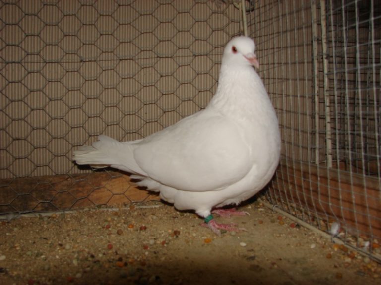 Carneau Pigeons | Pigeontype