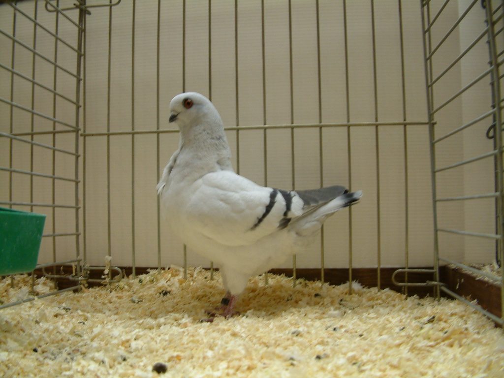 İtalian Owl Pigeons ( Cravattato Italiano ) | Pigeontype