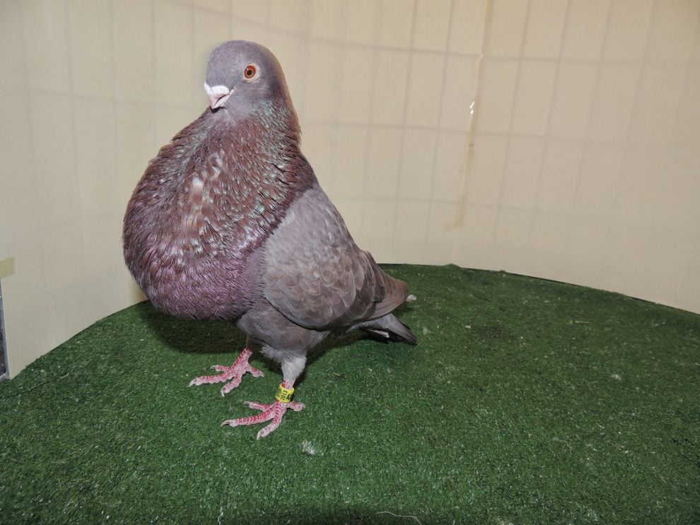Canario Cropper Pigeons ( Buchon Canario ) | Pigeontype