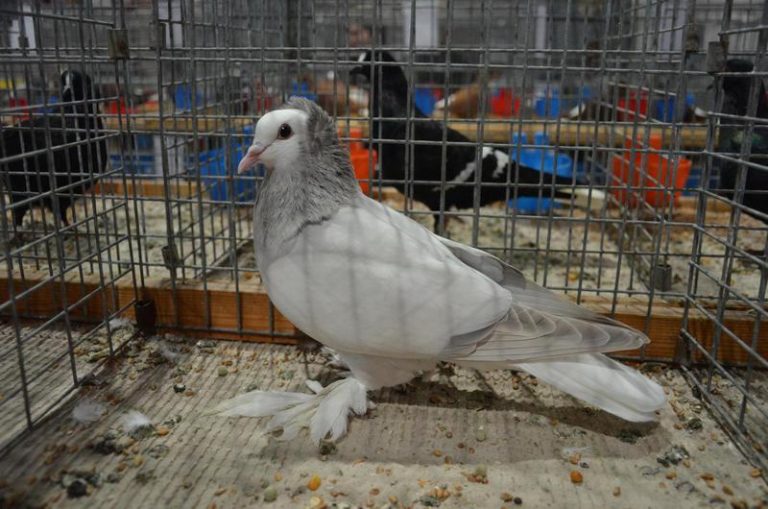 Thuringian Whitehead Pigeons ( Thüringer Weißkopf ) | Pigeontype