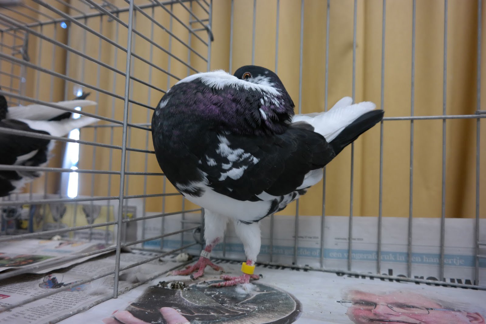 Holle Cropper Pigeons ( Holle Kropper ) | Pigeontype