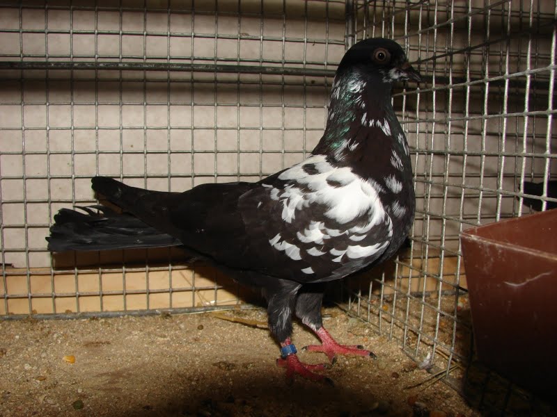 French Tumbler Pigeons ( Culbutant Francais ) | Pigeontype