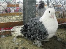Frillback Pigeons ( Lockentaube ) | Pigeontype