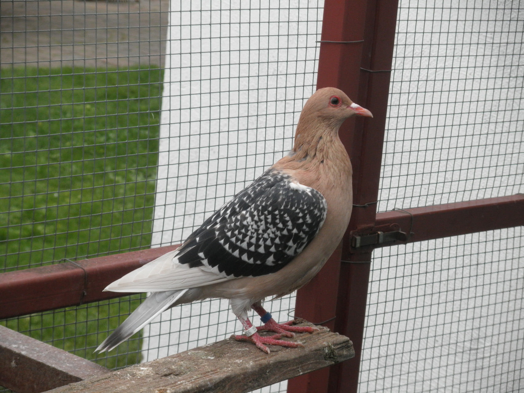 Nuremberg Lark ( Nürnberger Lerche ) | Pigeontype
