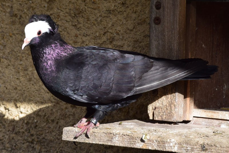 South German Blasse ( Süddeutsche Blasse ) | Pigeontype