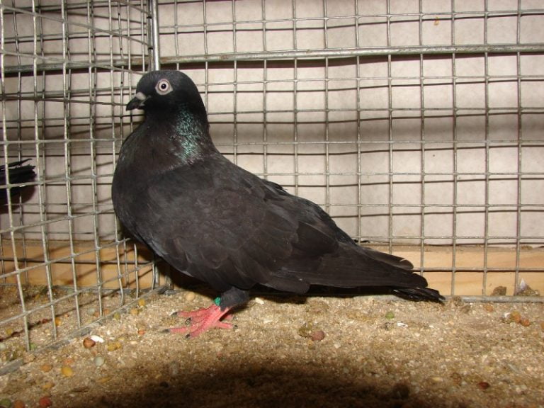 French Tumbler Pigeons ( Culbutant Francais ) | Pigeontype