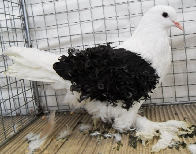 Frillback Pigeons ( Lockentaube ) | Pigeontype