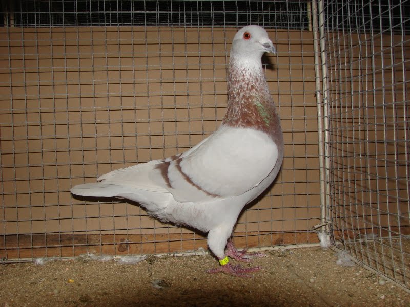 Gier Pigeons - French pigeons breeds | Pigeontype