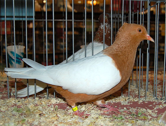 Archangel Pigeons ( Gimpeltaube ) | Pigeontype