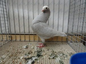 Mookee ( Mookee taube ) | Pigeontype