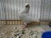 Mookee ( Mookee taube ) | Pigeontype