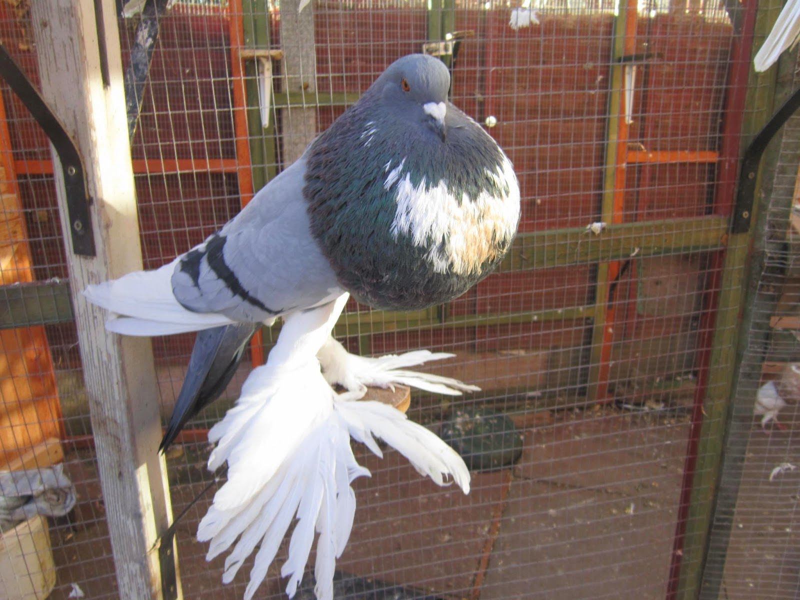 Pomeranian Cropper ( Pommerscher Kröpfer ) | Pigeontype