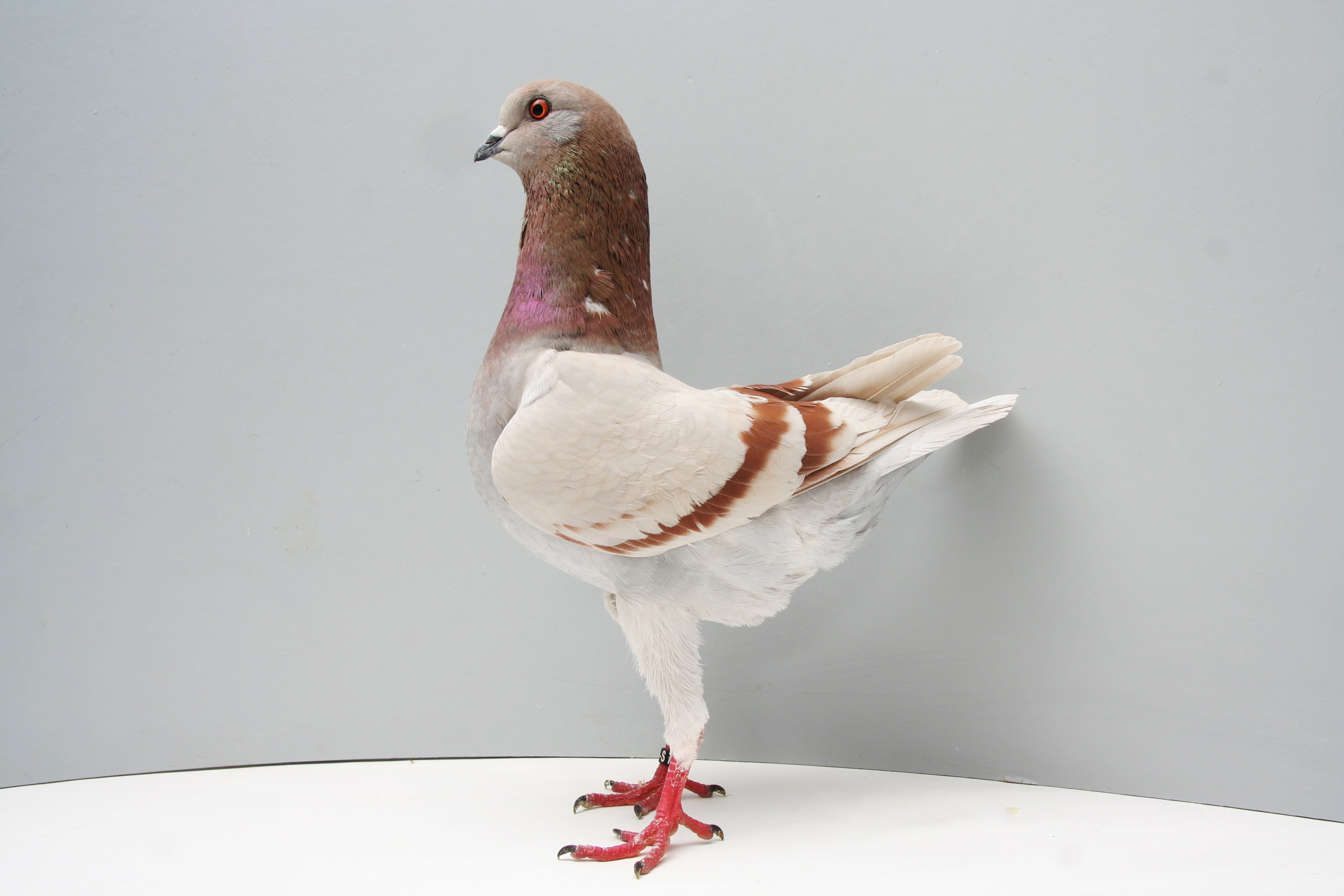 German Modena ( Deutscher Modeneser ) | Pigeontype