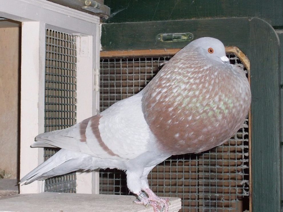 Horseman Pouter Pigeons | Pigeontype