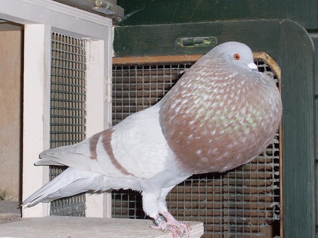 Horseman Pouter Pigeons | Pigeontype