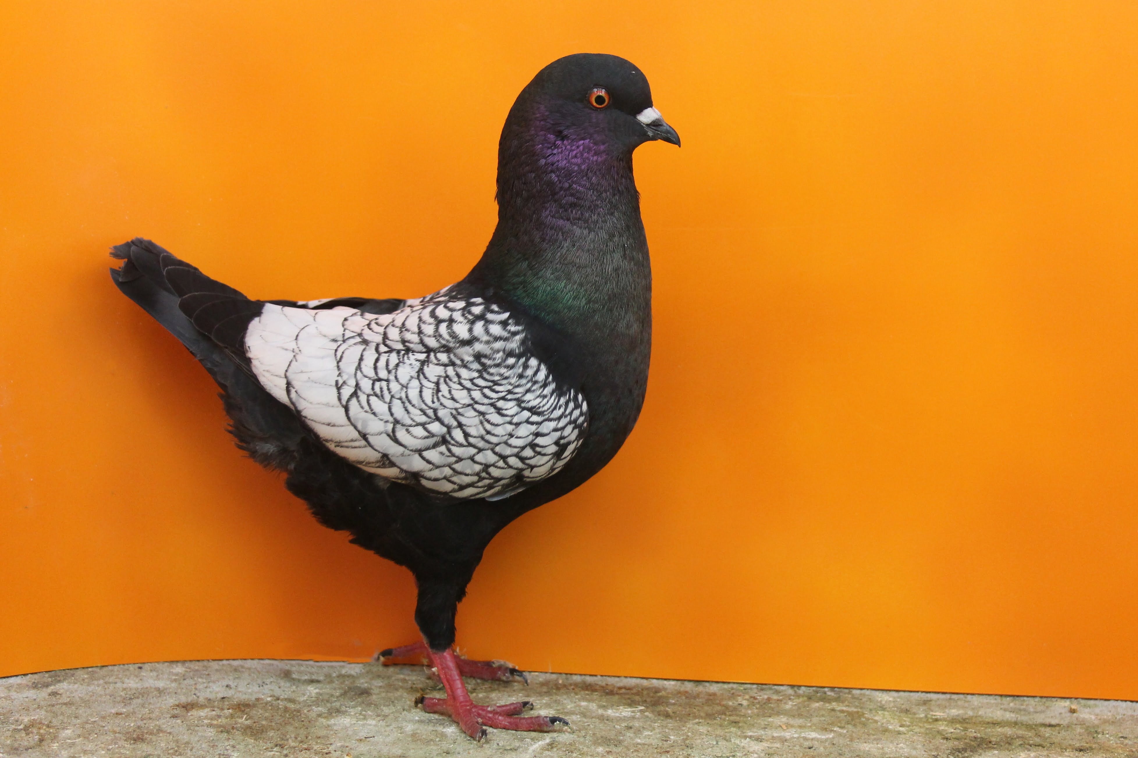 German Modena ( Deutscher Modeneser ) | Pigeontype