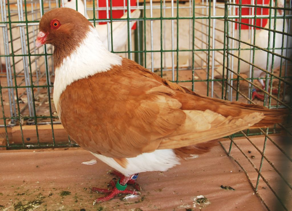 Moravian Strasser ( Moravsky Pstros ) | Pigeontype